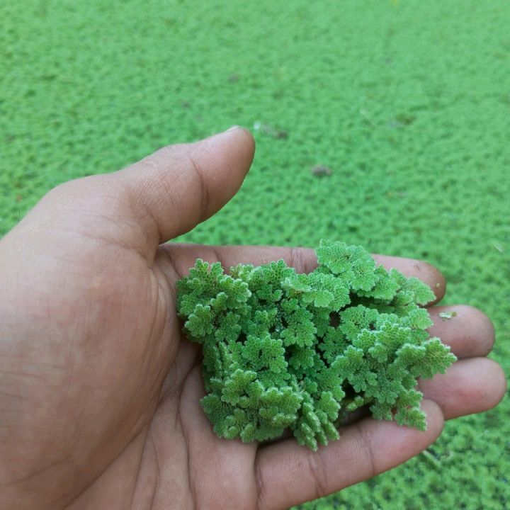 azolla microfpylla 1 kg, bibit tanaman azolla super | Lazada Indonesia
