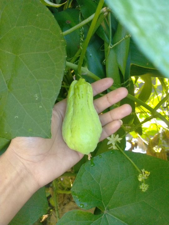 Labu siam muda manis | Lazada Indonesia