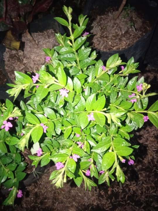 Green kopeya live plants, outdoor plants clovergreen | Lazada PH