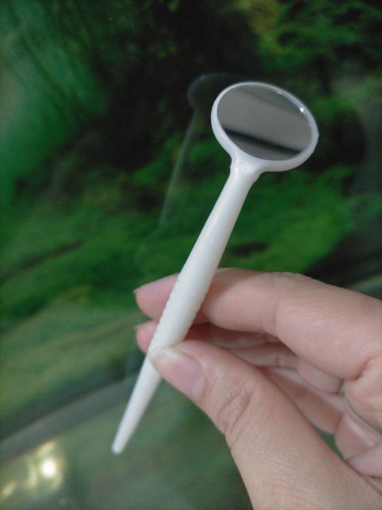 Flare stick for betta | Lazada PH