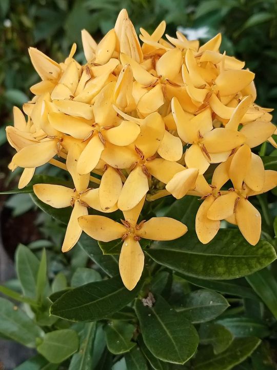 Yellow dwarf santan/Luzon only | Lazada PH