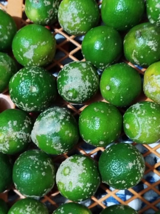 FRESH LEMON LIME (DALAYAP)500g | Lazada PH