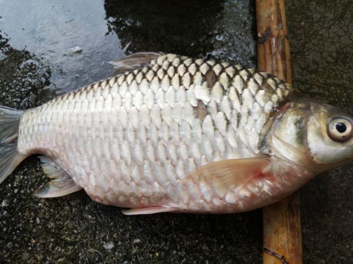 IKAN KERAI LENGGONG / 吉利鱼 1.35kg-1.5kg+/- (after clean up) OFFER ...