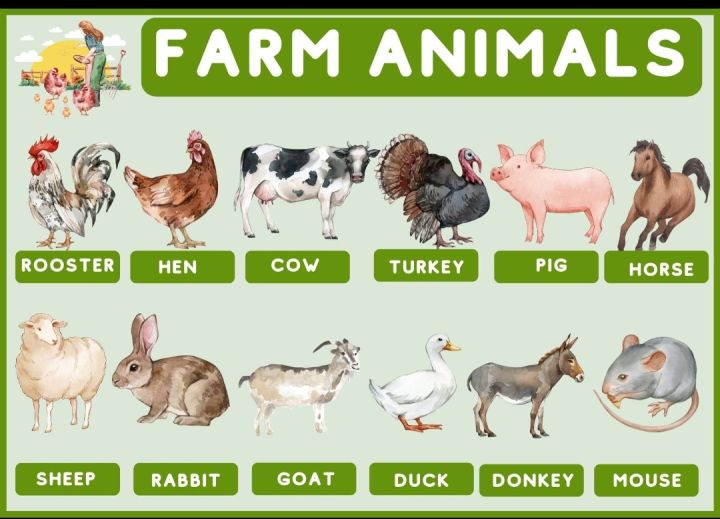 LAMINATED ANIMALS CHARTS A4 SIZE | Lazada PH