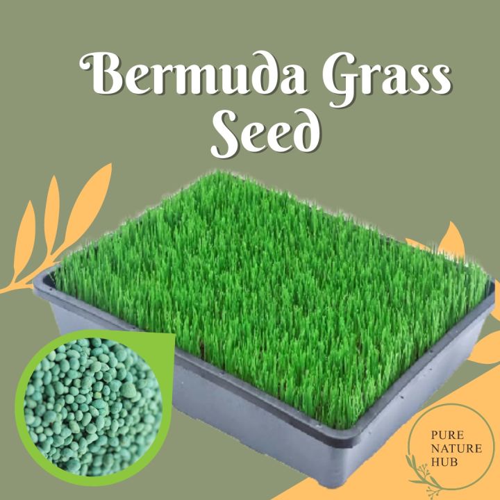 Premium Bermuda Grass Seed Carpet Home Grass Biji Benih Rumput Bermuda ...