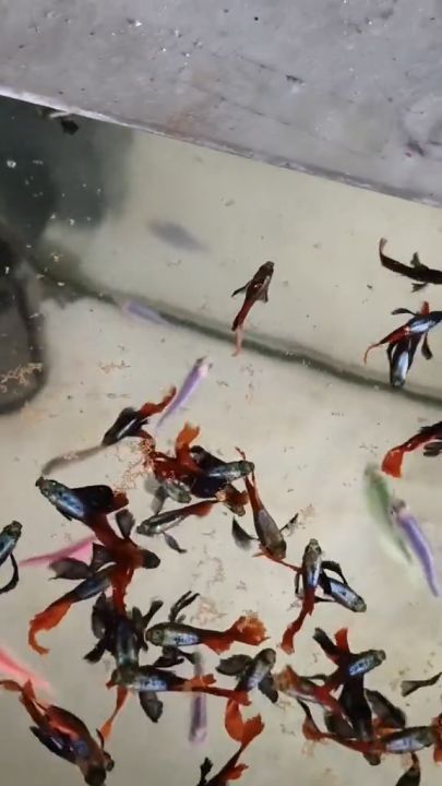 Decapsulated Baby Brine Shrimp / Decap BBS Fish Food 10 20 50 grams ...