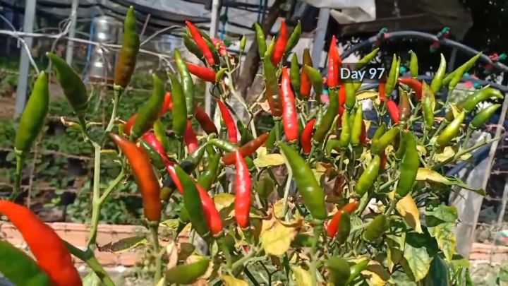 SULIT PACK! SILING LABUYO SEEDS (50pcs seeds) SUPER HOT/EASY TO GROW ...