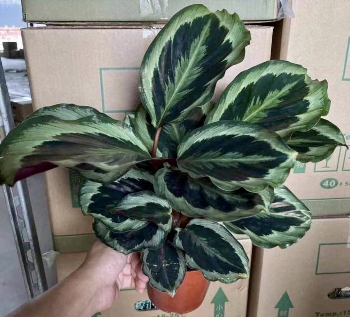 Calathea Marion 4-5 leaves | Lazada PH