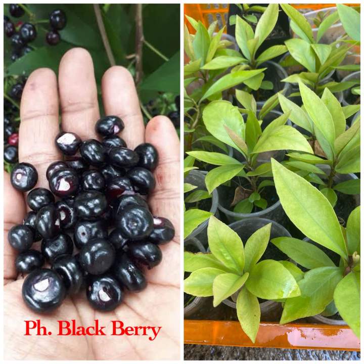 BLACKBERRY SEEDLING LIVE PLANT Ardisia Elliptica heat resistant fast ...