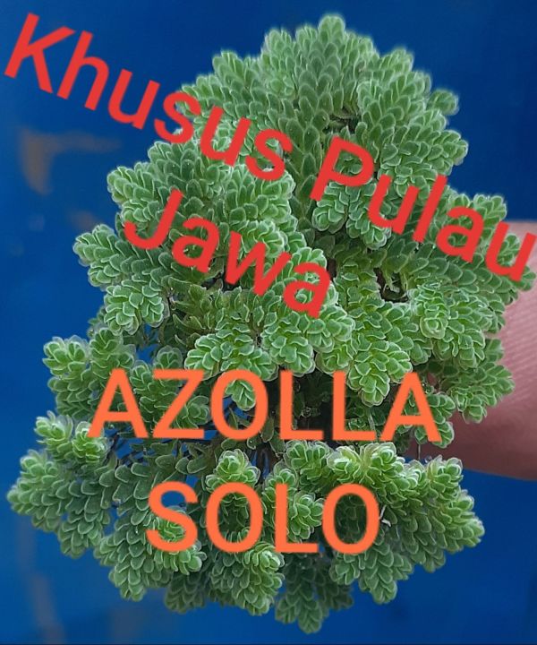 AZOLA 1kg AZOLLA PINATA MICROPHYLLA MURAH TERNAK IKAN DAN TANAMAN ...