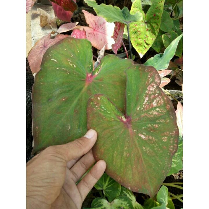 Caladium/Keladi Hybrid | Lazada Indonesia