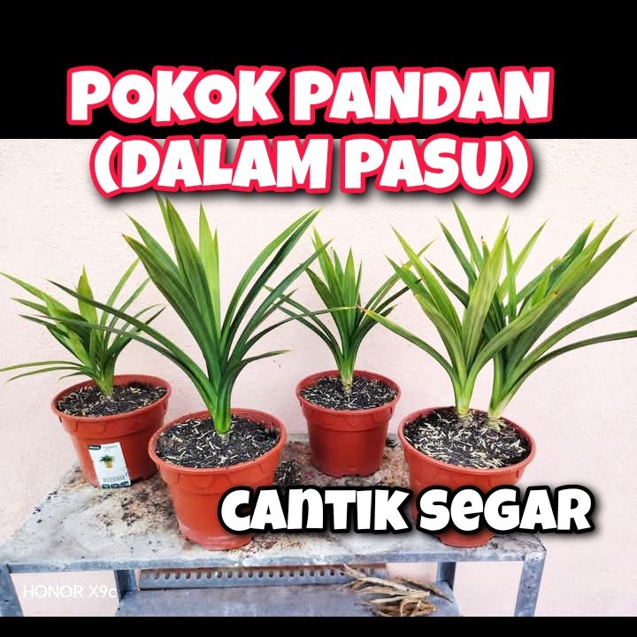 POKOK PANDAN 1 ANAK POKOK DALAM PASU CANTIK | Lazada