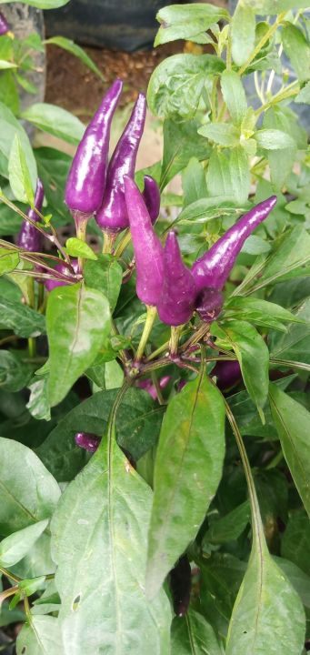 PURPLE SILI PLANTS | Lazada PH