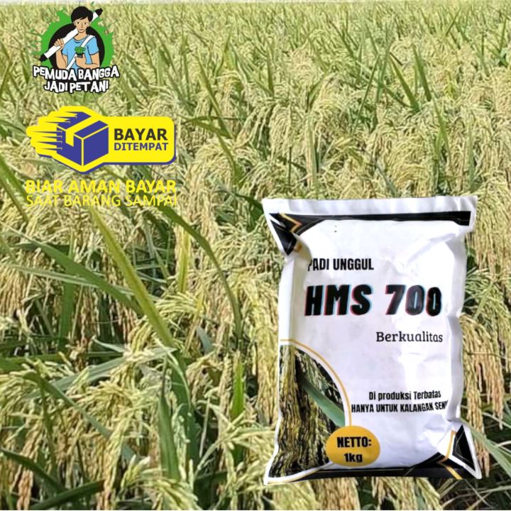 BENIH PADI UNGGUL HMS700 1KG | Lazada Indonesia