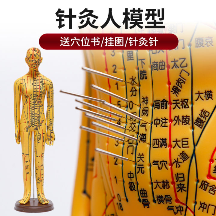 Acupuncture Teaching Model Soft Gel Human Body Model Full Body Twelve ...