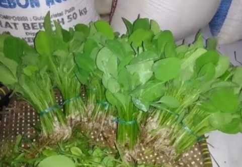 sayuran genjer sawah/daun genjer sawah fresh per 1 iket | Lazada Indonesia