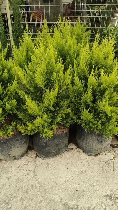 SUPER BIG LEMON PINE CYPRESS | Lazada PH