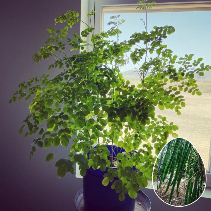 Pokok kelor moringa REAL PLANT | Lazada