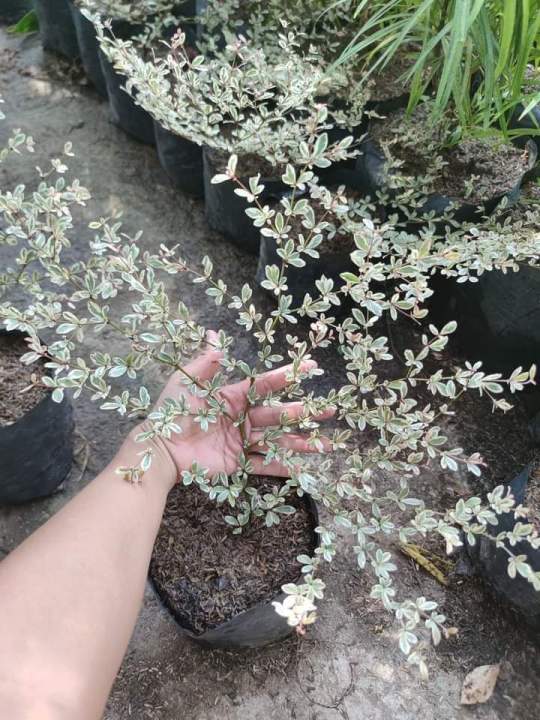 TALISAY VARIEGATED AFRICAN ☘️ LIVE PLANTS ROOTED | Lazada PH