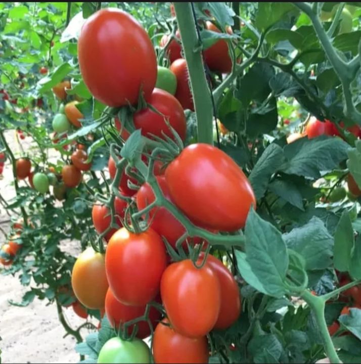 BIBIT 60 BIJI TOMAT BESAR SUPER F1 tumbuh sangat bagus | Lazada Indonesia