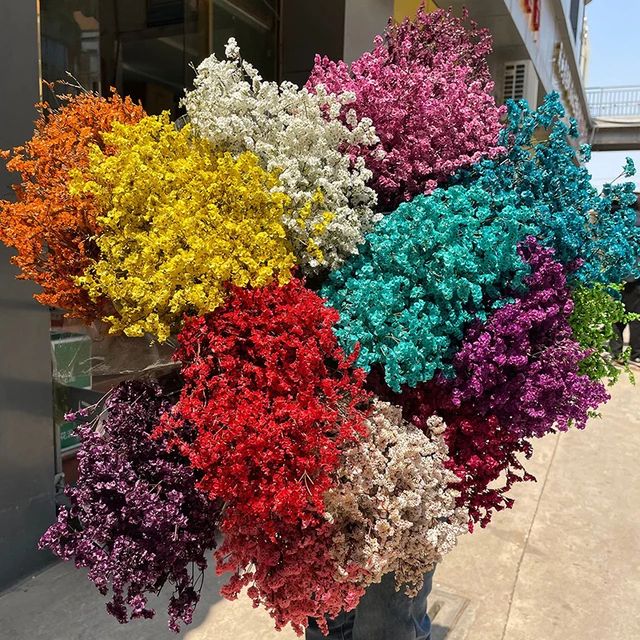 Dried Caspia 2-3 Stems Preserved Dried Flowers Dried Memories PH ...