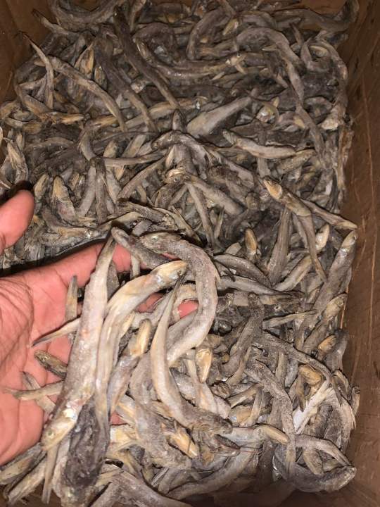 Ikan asin kacang kacangan: 1kg | Lazada Indonesia