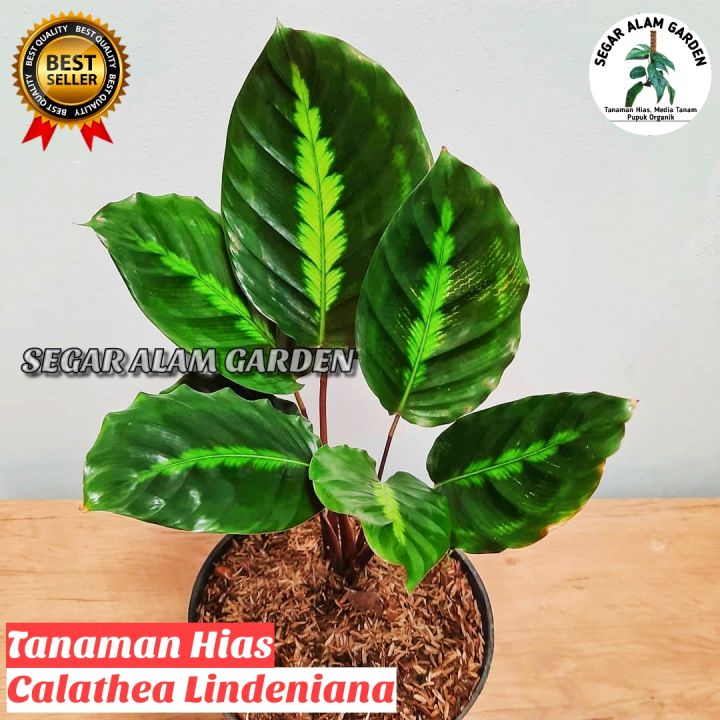 Tanaman Hias Calathea Lindeniana - Calathea Lindeniana | Lazada Indonesia