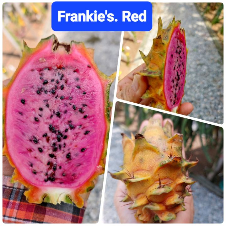 แก้วมังกรพันธุ์ Frankie Red | Lazada.co.th