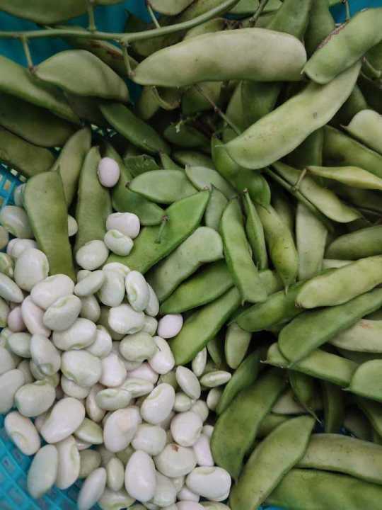 Patani seeds for planting (30 seeds) | Lazada PH