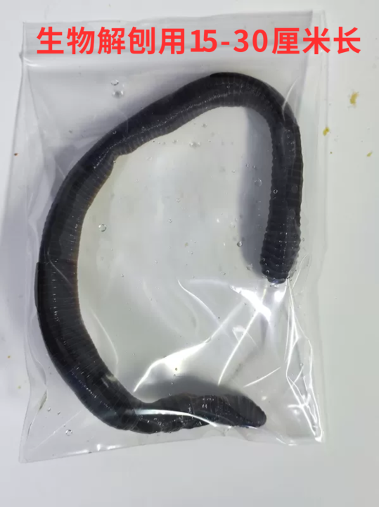 Biological Specimen Materials Male And Female Dissected Earthworms ...
