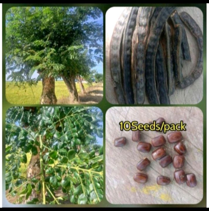 Acacia Tree Seeds for Planting(10seeds per pack) | Lazada PH