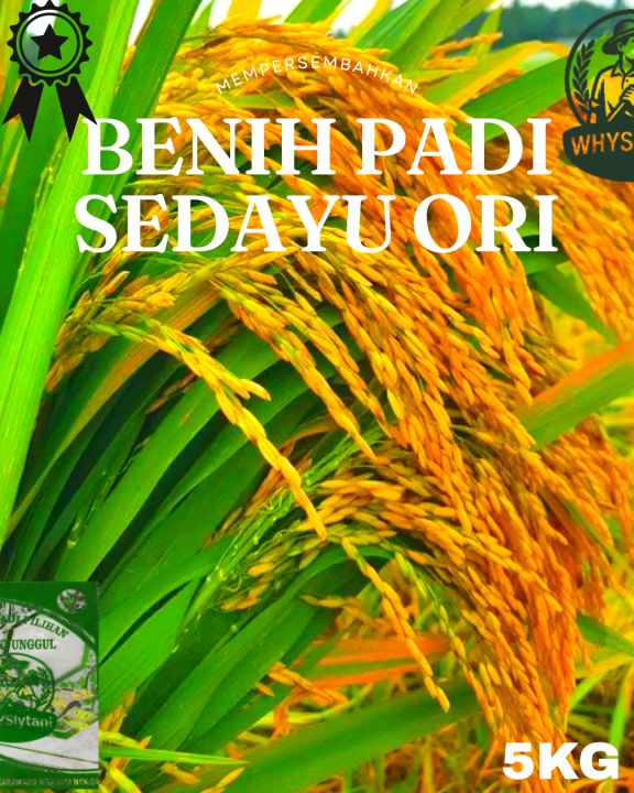 Benih Padi Sedayu Ori 5Kg – Varietas Unggul Tahan Hama & Hasil Panen ...