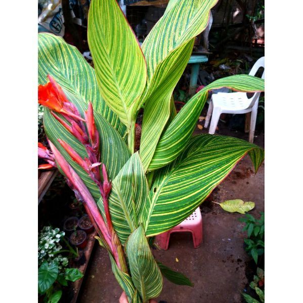Canna Lily Variegated Bengal Tiger flowering plant rare cultivar ...