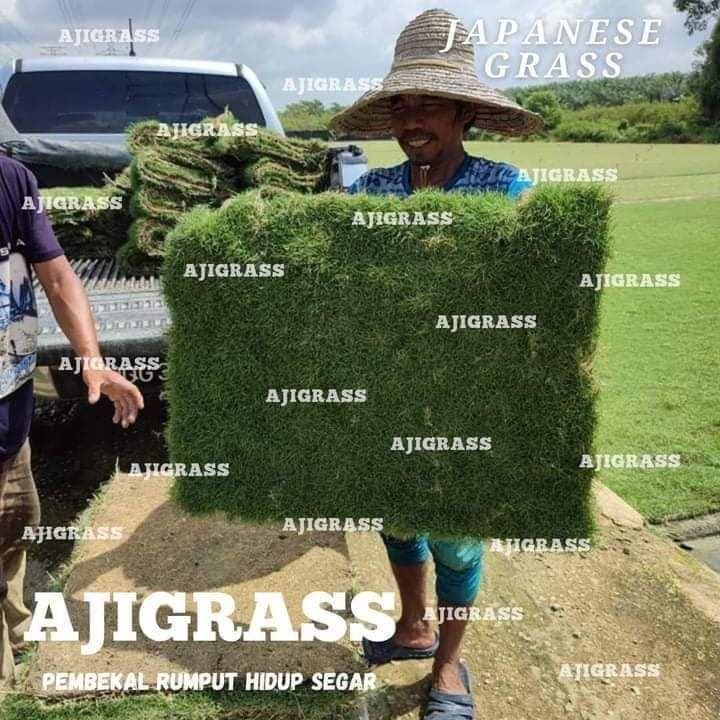 JAPANESE GRASS RUMPUT HIDUP JEPUN RUMPUT KARPET | Lazada