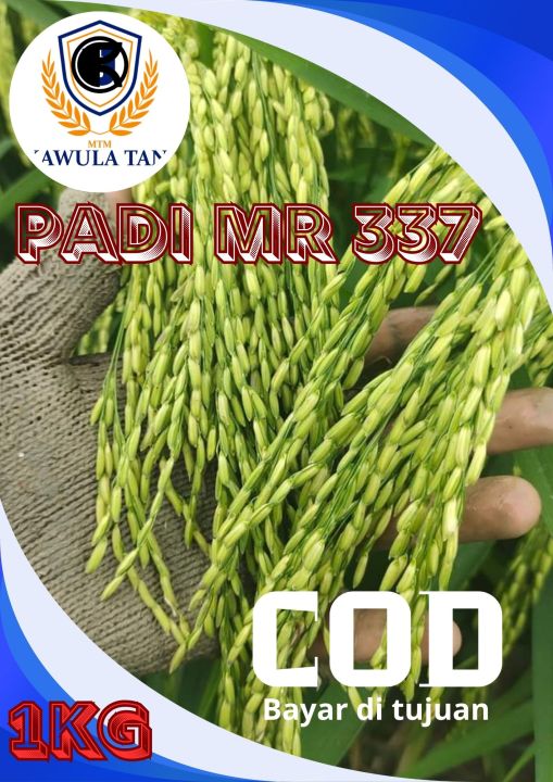 BENIH PADI MR 337 1KG SUPER JOS | Lazada Indonesia