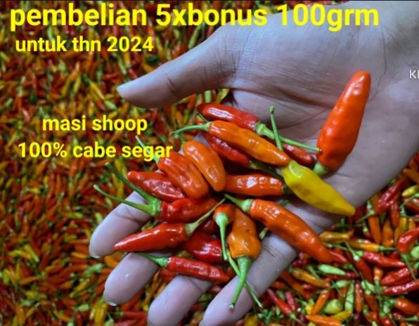 cabe rawit merah ori setan segar 100% super pedas | Lazada Indonesia