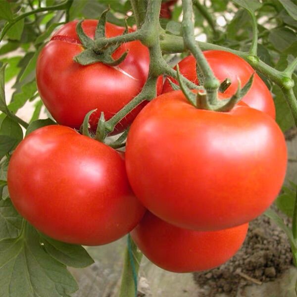 Benih Tomato Besar 20pcs/大番茄籽 | Lazada