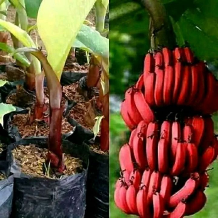 Bibit pisang merah pisang kidang pisang hurang | Lazada Indonesia