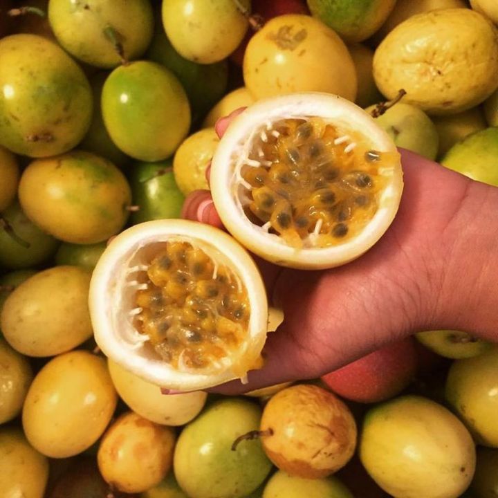 Buah markisa atau buah saprola hutan segar asam manis per 1 kg | Lazada Indonesia