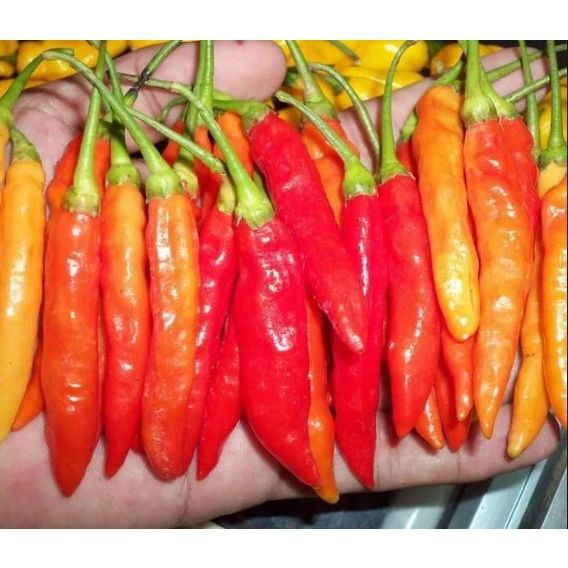 isi 500 benih cabe rawit setan hibrida andalan para petani Indonesia ...
