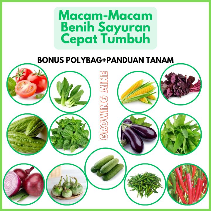Macam Macam Benih Sayuran Rumahan Cepat Tumbuh Cabe Terong Jagung Bayam Tomat Timun Sawi