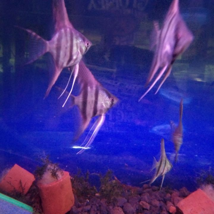 Anakan Manfish Red back Manacapuru Ikan hias aquarium aquascape air ...