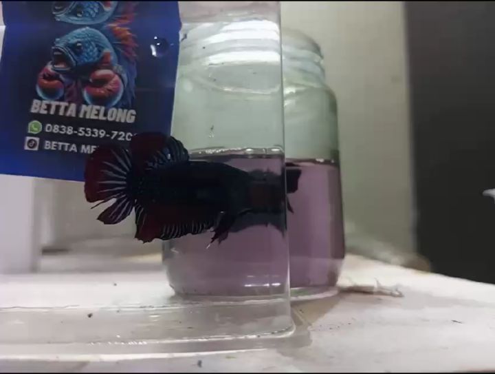 ikan cupang line port berkualitas/kontes ikan adu | Lazada Indonesia