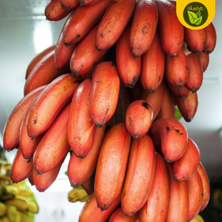 binhi pantanim 10 seeds for planting musa velutina banana red pink ...