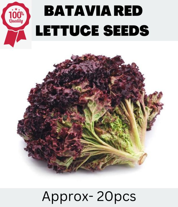 Lollo Rosa Red Lettuce ( 20 Seeds ) - 1pack | Lazada PH