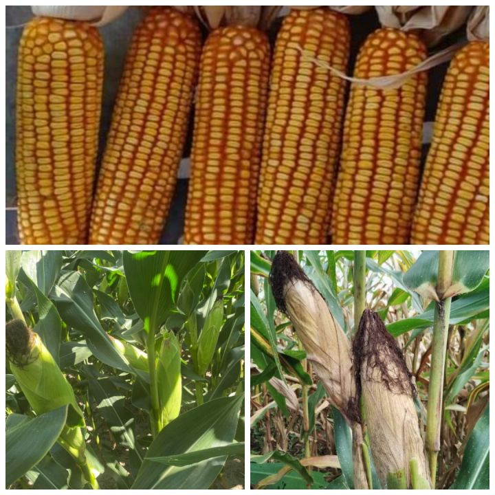 Hybrid corn Dekalb 8282/ Pioneer 3585 Seeds for planting(1kl) | Lazada PH