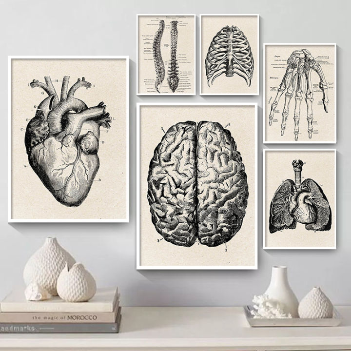 Vintage Human Anatomy Poster Artwork Medical Wall Picture Home ...
