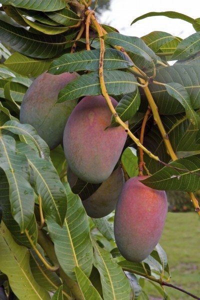 Apple mango tree with FREE fertilizer | Lazada PH