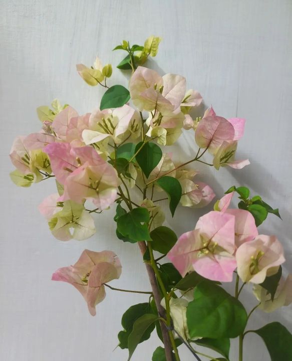 BIBIT TANAMAN HIAS BUGENVIL BUNGA KERTAS // BOUGENVILLE BENGAWAN SOLO ...