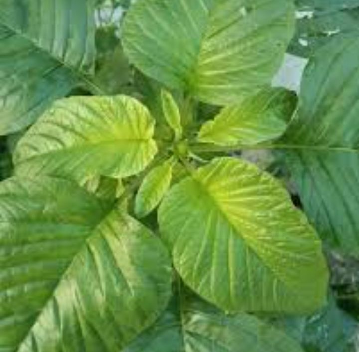 pokok bayam gajah | Lazada